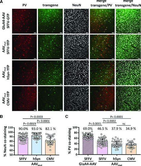Contribution Of Promoter Usage To Interneuron Targeting A