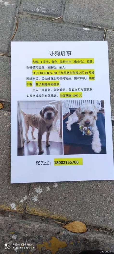 寻狗启示卡通寻狗启示启事 伤感说说吧