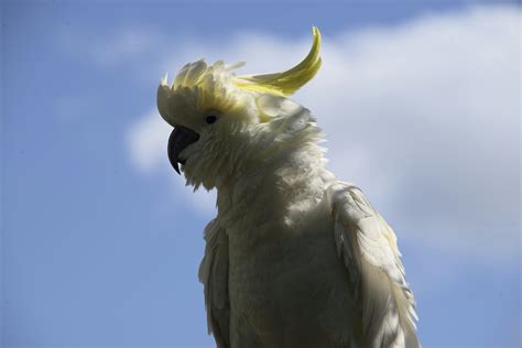 A White Parrot With A Yellow Crown On Its Head Photo Free Sulphur