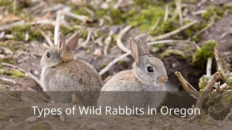 7 Types Of Wild Rabbits In Oregon Species Identification And Photos