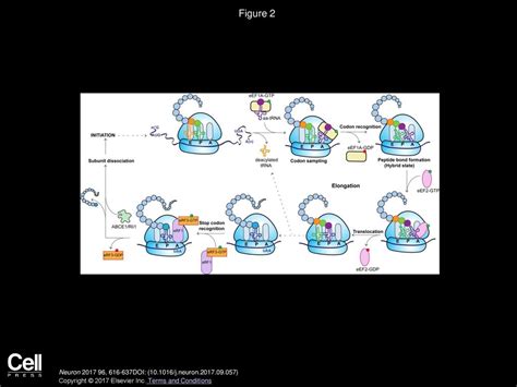 Regulation Of Mrna Translation In Neurons—a Matter Of Life And Death Ppt Download