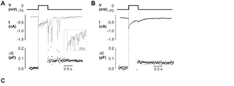 Time Course Of Nucleotide Release Exocytosis Evoked By Voltage Clamp Download Scientific