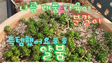 월동되는 다육이 알붐 묵둥이 분갈이~ 30센티 지름 토분에 심어줍니다 Youtube