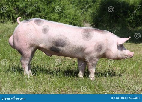 Junges Pietrian Zuchtschwein Auf Nat Rlicher Umwelt Stockbild Bild