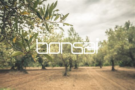 Bonsai Robotics — Serra Ventures Llc