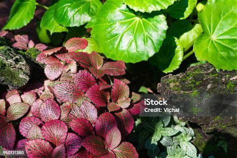 화려한 아름 다운 핑크 그린 신경 공장 또는 모자이크 식물 또는 Fittonia 열 대 정원을 장식 나뭇잎 0명에 대한 스톡 사진 및 기타 이미지 Istock