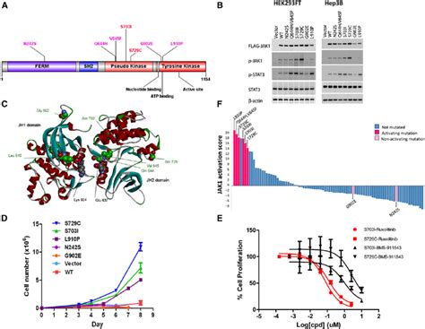 Activating Mutations In Janus Kinase 1 Jak1 A Seven Distinct Download Scientific