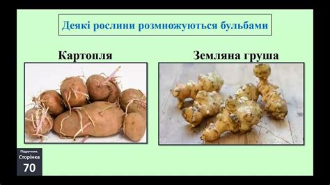 3 клас ЯДС Тема Як виростити нову рослину без насіння ліцей №26 учитель Бондаренко О В