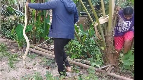 මේ පාට නයෙක් කලින් දැකල තියෙනවද Youtube