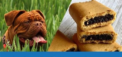 Can Dogs Eat Fig Newtons What To Know About Dogs And Fig Newtons