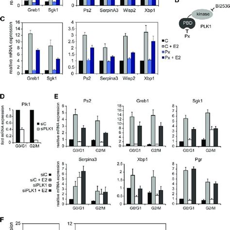 Plk1 Coactivates Er Target Gene Expression Download Scientific Diagram