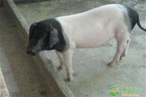 我国八大优良种猪介绍 惠农网