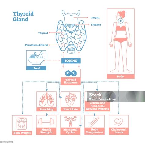 Thyroid Gland Of Endocrine System Medical Science Vector Illustration