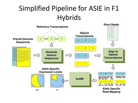 Ppt Inference Of Allele Specific Isoform Expression Asie Levels From Rna Seq Data