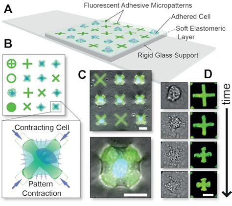 Simplified High Throughput Analysis Of Single Cell Contractility Using Micropatterned Elastomers