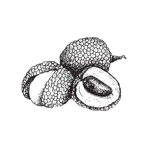 Lychee Lychee Sketch Vector Illustration Vector Hand Drawn