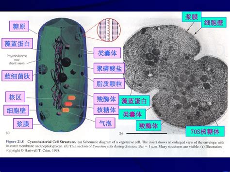 蓝细菌 word文档在线阅读与下载 免费文档