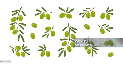 녹색 올리브 벡터 아이콘 만화 가지 올리브 잎이 있는 과일 음식 이탈리아 또는 그리스 베리 올리바 오일 요리 지중해 그림 올리브유에 대한 스톡 벡터 아트 및 기타 이미지