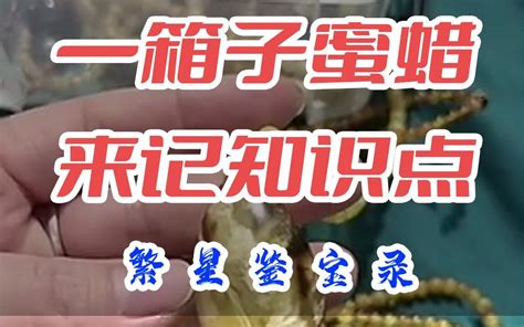 一箱子蜜蜡来记知识点 鉴宝所 鉴宝所 哔哩哔哩视频