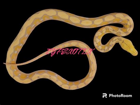 Lavender Hogs 5 Reticulated Python By In Your Face Exotix