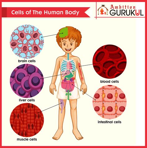 Human Body Cells Body Cells Human Body Anatomy Medical Illustration