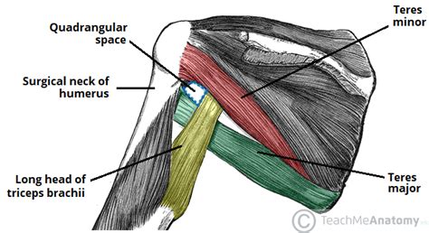 Axillary Space 겨드랑 공간 네이버 블로그