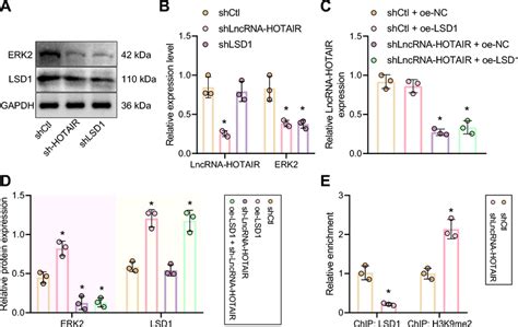 hotair increases erk2 mapk1 expression by recruiting lsd1 to the