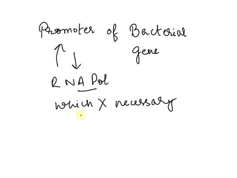Solved In The E Coli Rna Polymerase Which Polypeptide Is Responsible For Binding To The 10