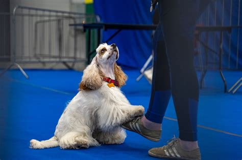 “Город собак”