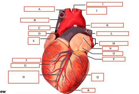 A P2 LAB EXAM 2 Diagram Quizlet