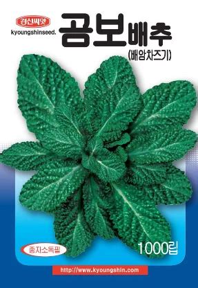 곰보배추 모종 씨앗 특징 파는곳 효능 농업의 모든것