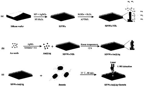 Auag Core Shell Nanoparticle Loaded Silicon Nanowire Array