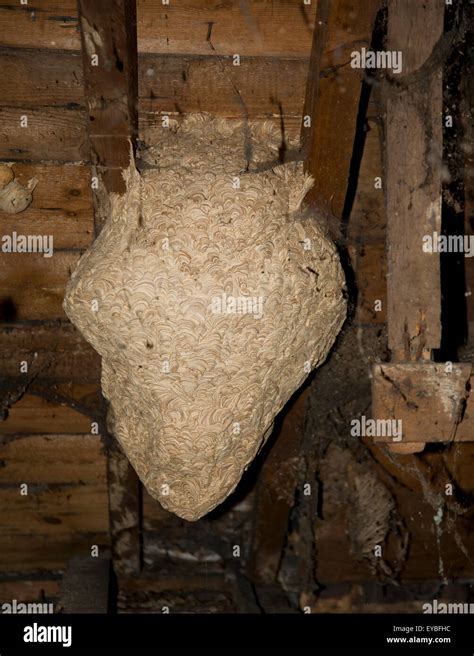Large Wasp Nest In House Attic Wasp Nest In Between Rafters Of A House Loft Stock Photo Alamy