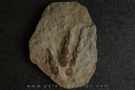 Dinosaur Foot Print Grallator Variabilis