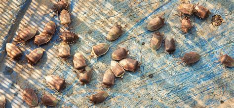 8 Types Of Stink Bugs Found In Oregon Id Guide Bird Watching Hq