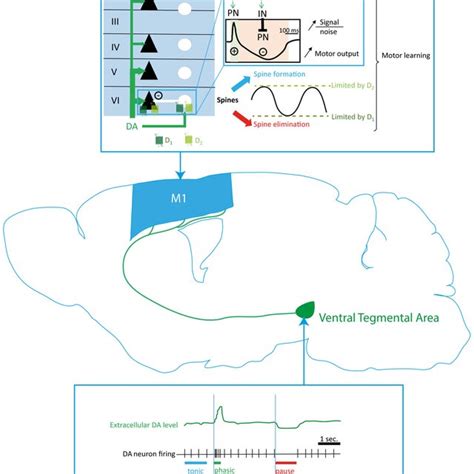 Dopaminergic Modulation Of The Motor Cortex Function Dopaminergic
