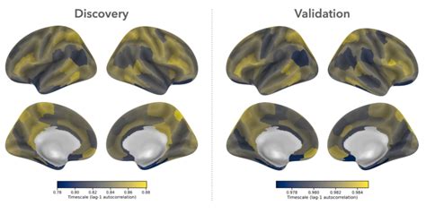 Cortical Timescales Are Consistent Across Independent Datasets Download Scientific Diagram