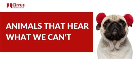 Noise 101 What Is Equivalent Continuous Sound Level Leq Cirrus Research Plc