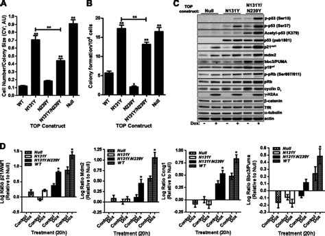 A Novel P53 Mutant Found In Iatrogenic Urothelial Cancers Is Dysfunctional And Can Be Rescued By