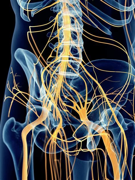 Pelvic Nerves Photograph By Sebastian Kaulitzkiscience Photo Library