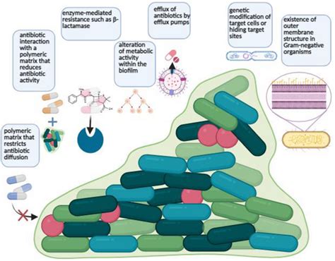 生物膜介导的多重耐药微生物感染：全面探索与前瞻 Archives Of Microbiology X Mol
