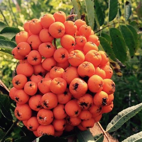 Sorbus Aucuparia