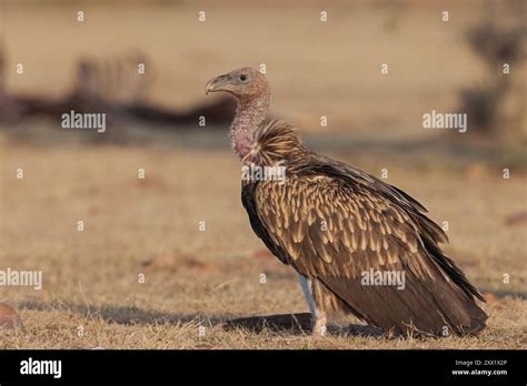 The Himalayan Vulture Is An Old World Vulture Native To The Himalayas