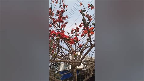 শিমুল পলাশ সাজবে। ফুল ফুলেরবাগান ফুলেরভিডিও Flowers Flowerlovers Flowerseveryone