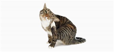 My Cat Chases Their Tail Should I Worry Catit