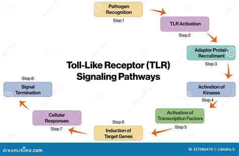 Flowchart Of Toll Like Receptor Pathways In Immune Response On White Background Vector