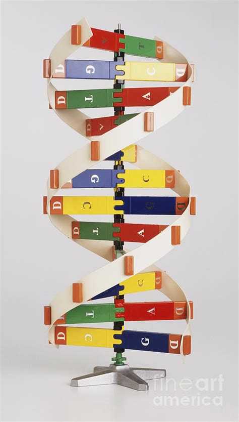 Dna Structure Model Photograph By Clive Streeter Dorling Kindersley Science Museum London