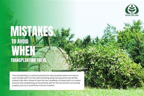 Tree Transplanting Mistakes Ostvig Tree Care