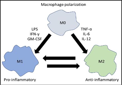 Figure From Role Of Macrophage Polarization In Cancer Progression And Their Association With