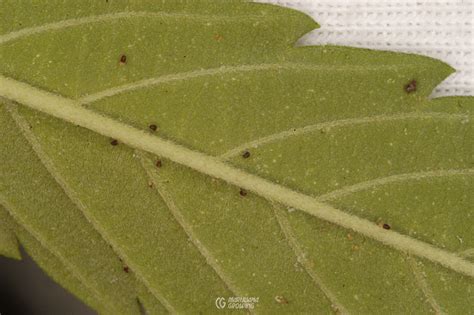 Grow Cannabis Indoors Without Disease Or Pests
